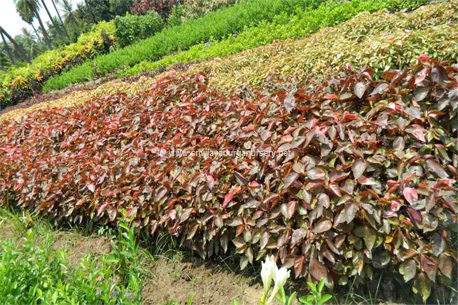 Sri Vijaya Durga Nursery