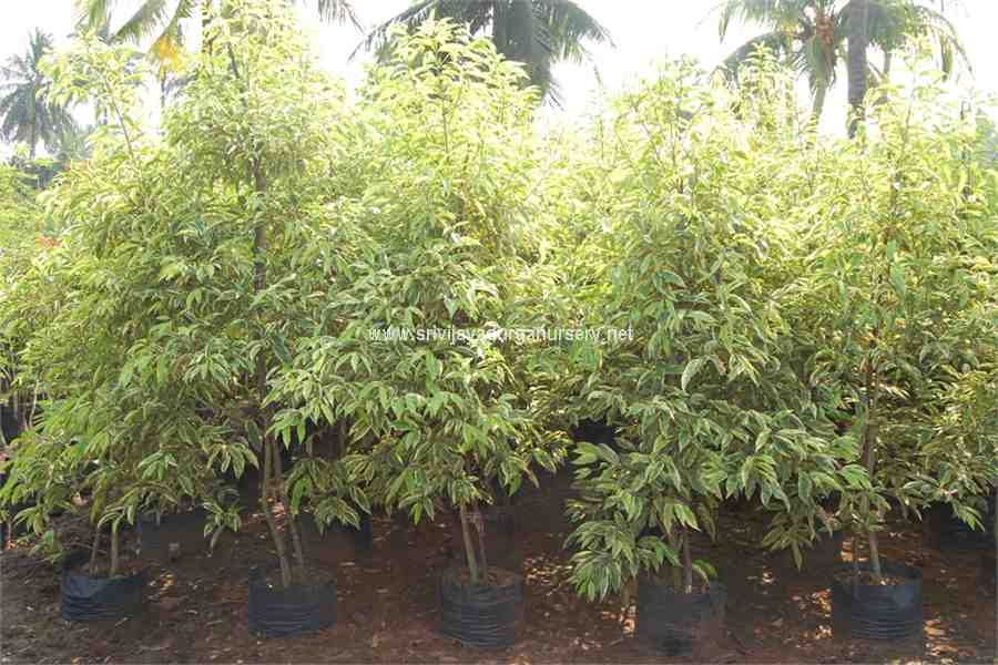 Sri Vijaya Durga Nursery