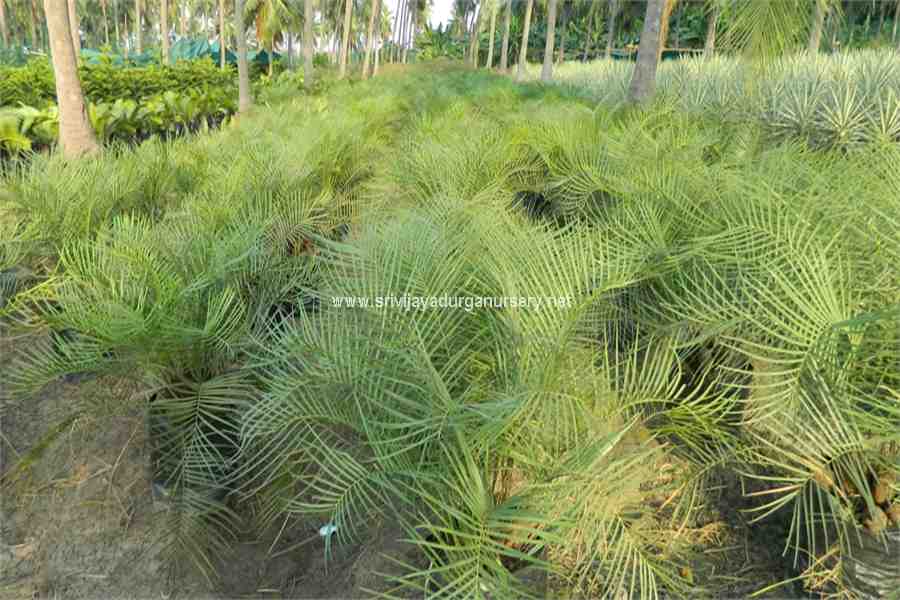 Sri Vijaya Durga Nursery