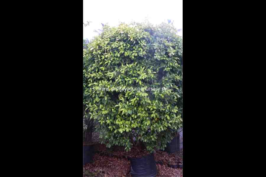 srivijayadurganursery.com|Sri Vijaya Durga Nursery|plants suppliers ...