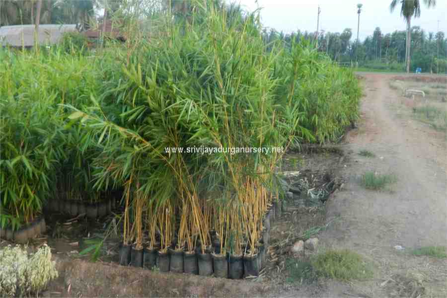 srivijayadurganursery.com|Sri Vijaya Durga Nursery|plants suppliers ...