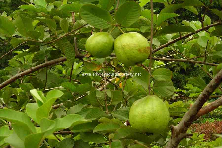 srivijayadurganursery.com|Sri Vijaya Durga Nursery|plants suppliers ...