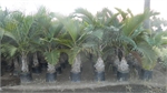 srivijayadurganursery.com|Sri Vijaya Durga Nursery|plants suppliers ...
